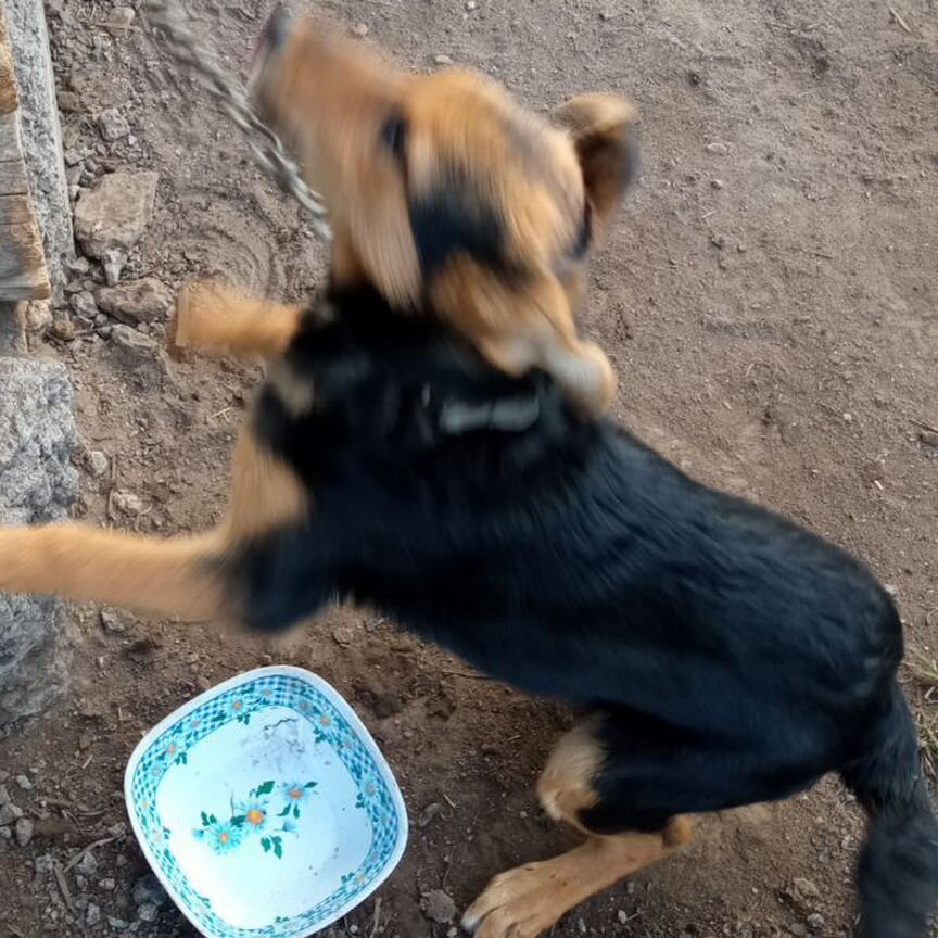 Собака в добрые руки