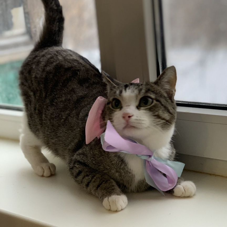 Кошки бесплатно