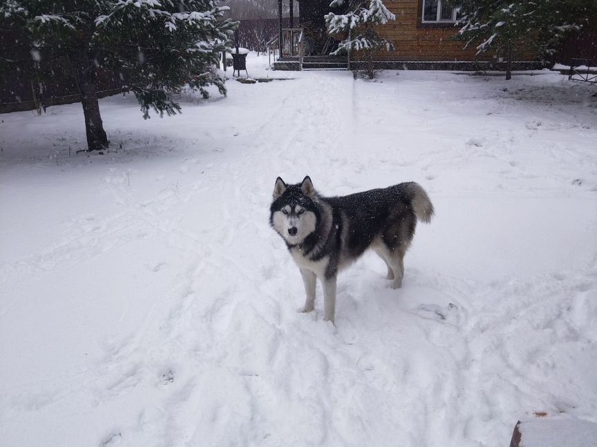 Потерялся кобель хаски