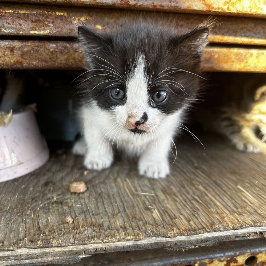 Котята в добрые руки бесплатно