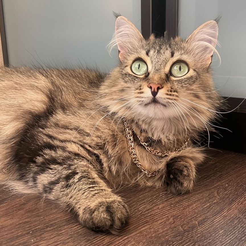 Взрослая кошка в добрые руки