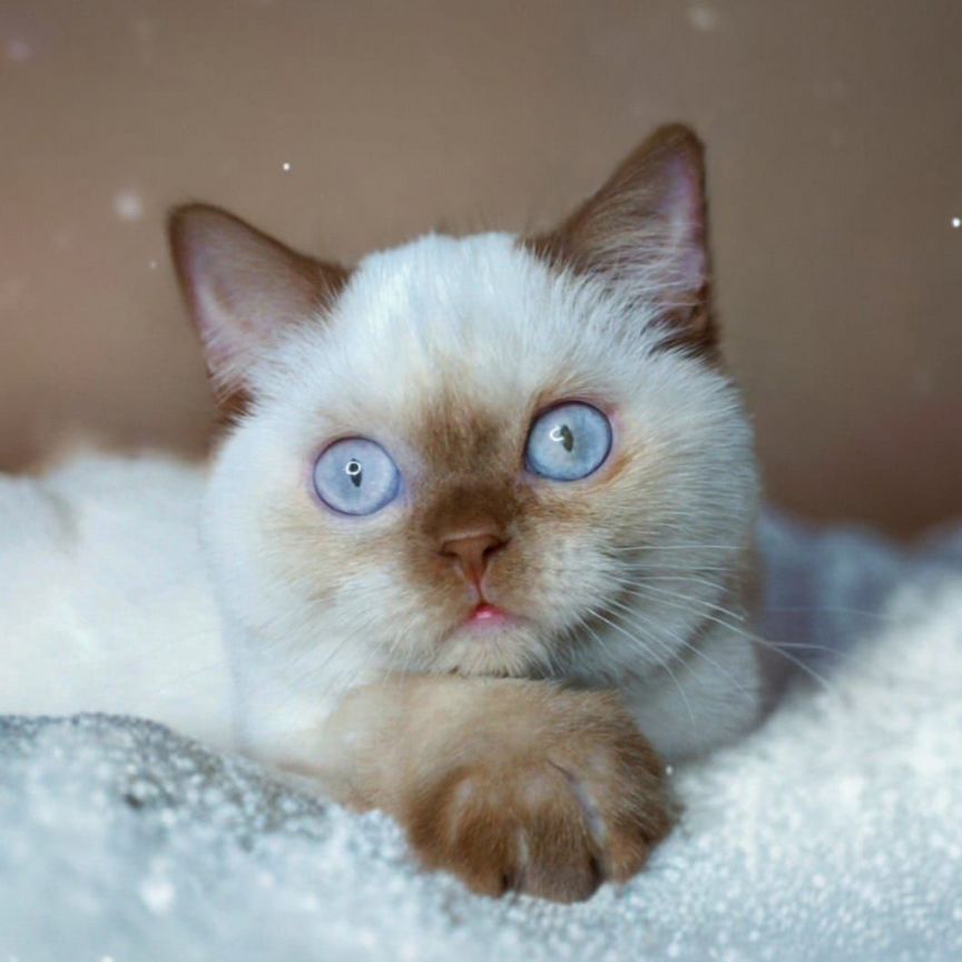 Британские котята