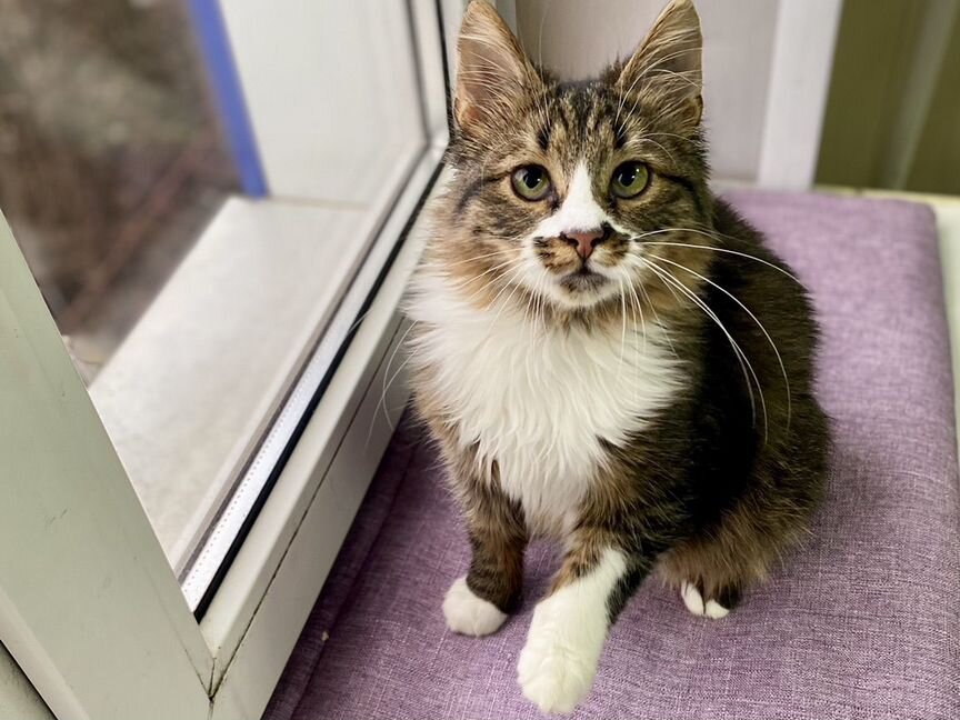 Кошки Донбасса ждут человека