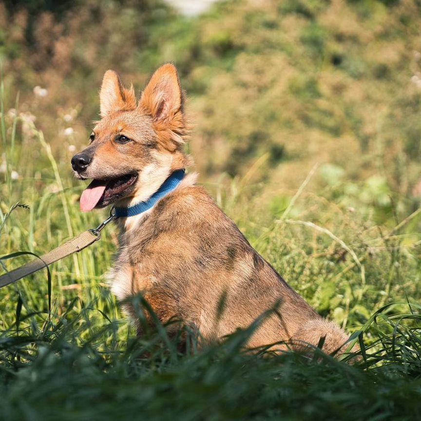 Щенок чебурашка в добрые руки
