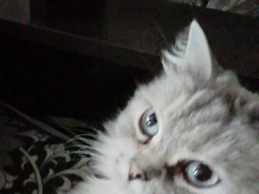 Котята шотландцы