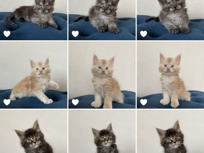 Мальчик красное и черное серебро, питомник