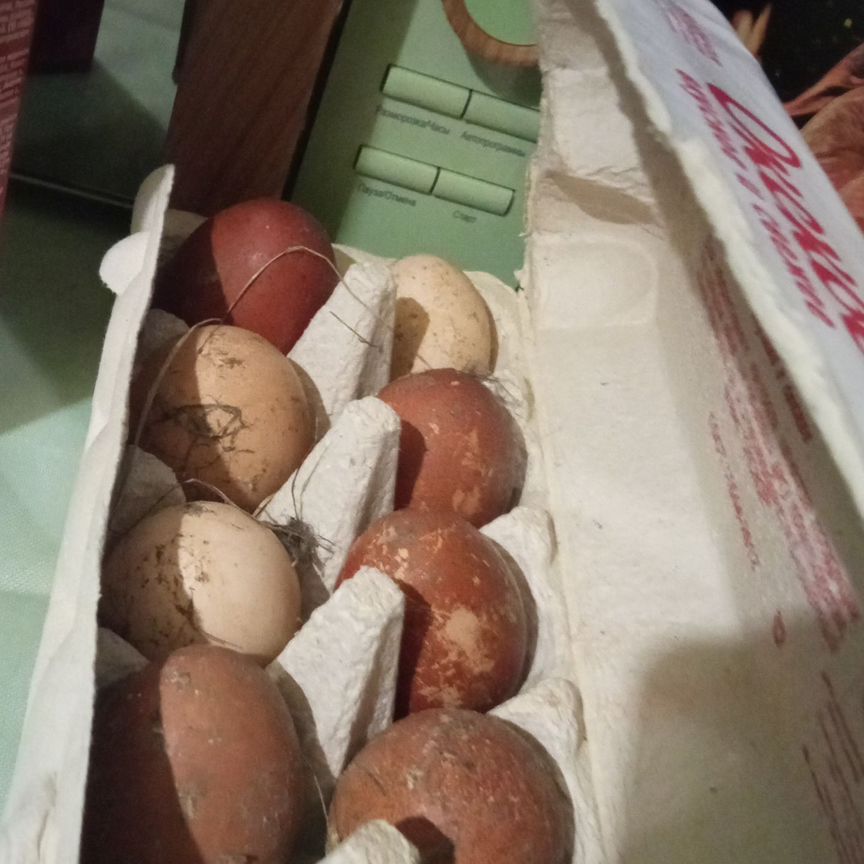 Инкубационное яйцомаран лангеданзе