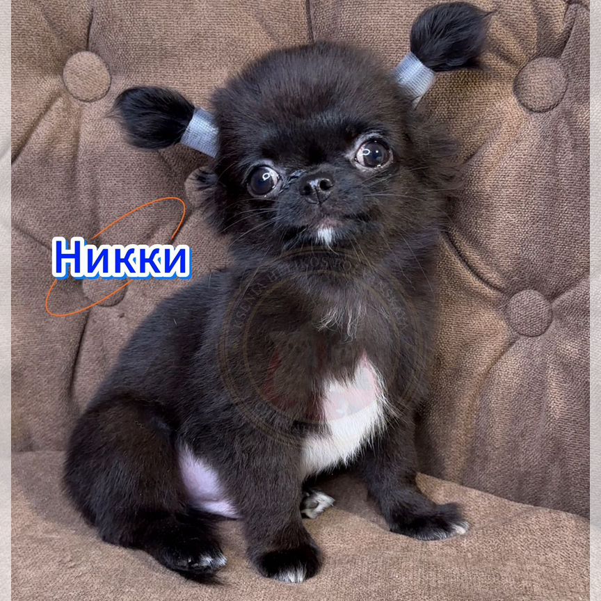 Чихуахуа, щенок