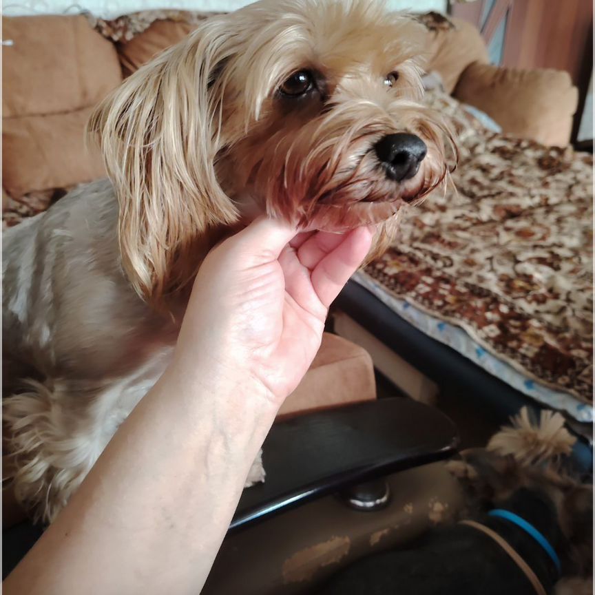 Йоркширский терьер, щенок