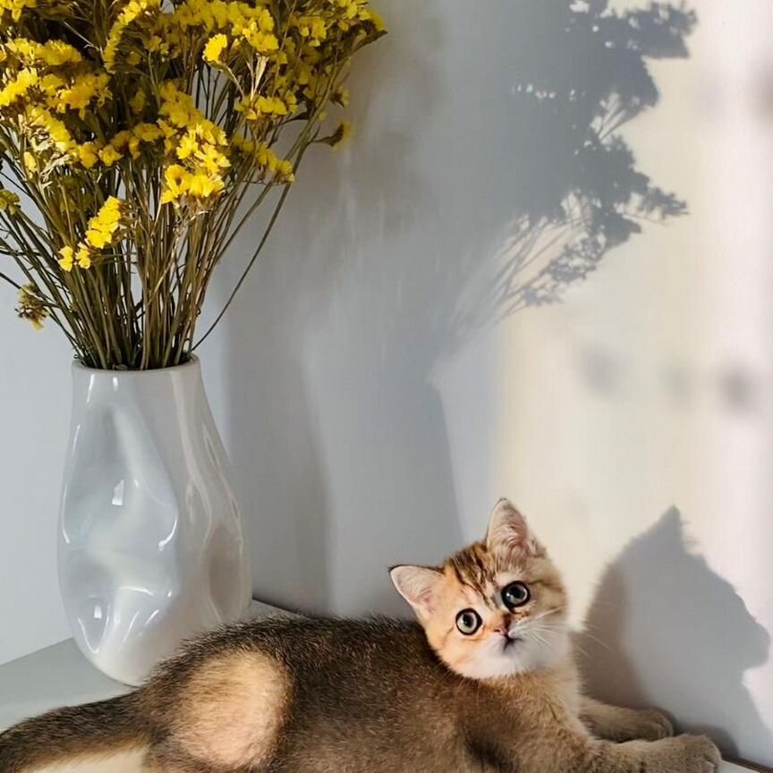 Шотландская золотушечка