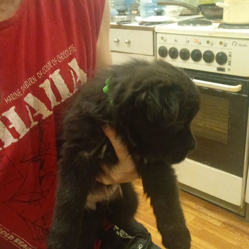 Отдам в добрые руки