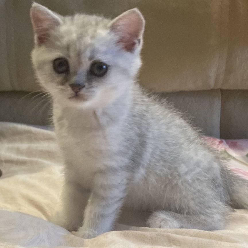 Продам очаровашку британца