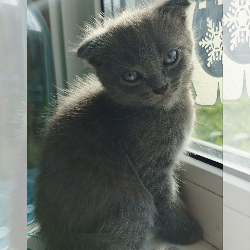 Отдам котят бесплатно