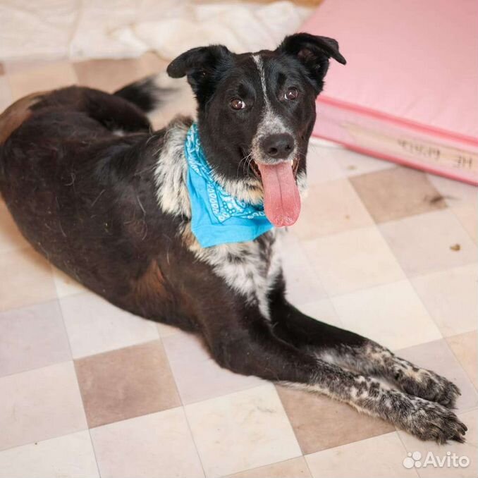 Стойкий пёс выжил чтобы найти семью