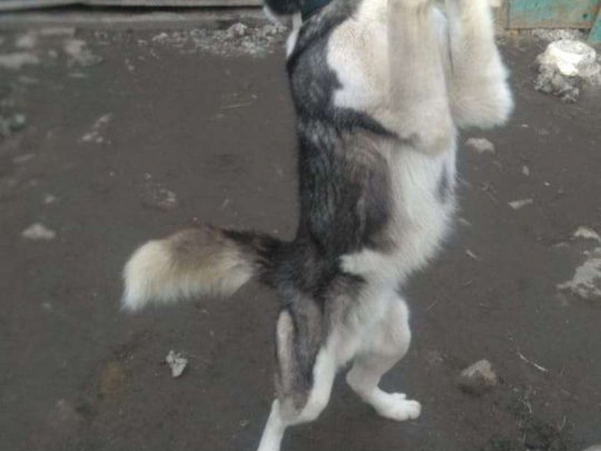 Сибирский хаски