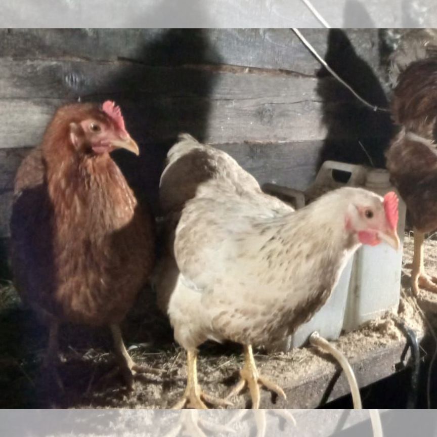 Цыплята кур несушек ломан браун