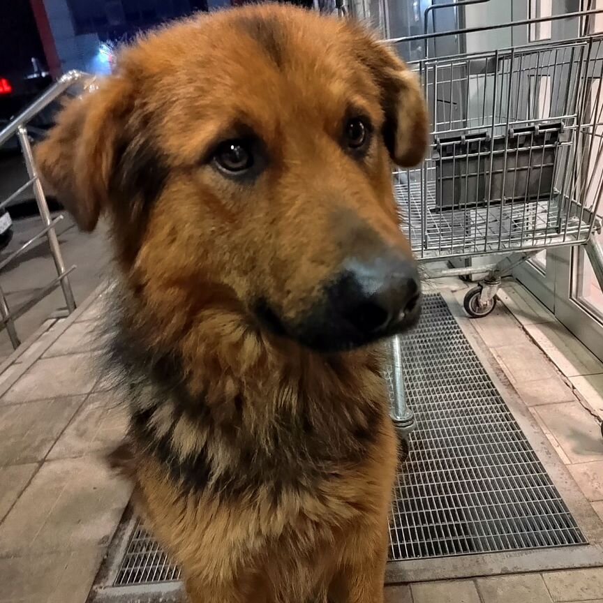 Собака мальчик бесплатно