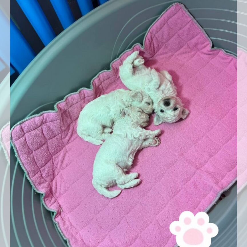 Бишон фризе, щенок