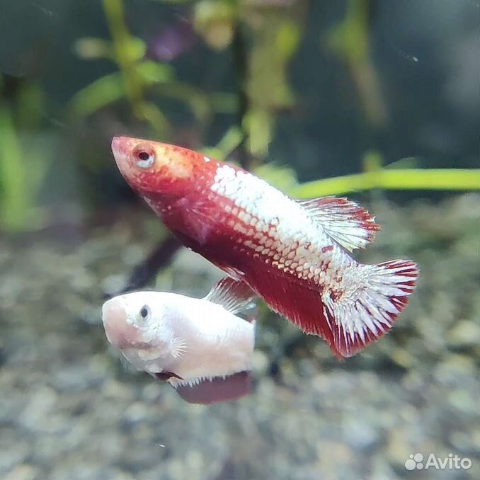 Курочки плакаты (самки петушка)