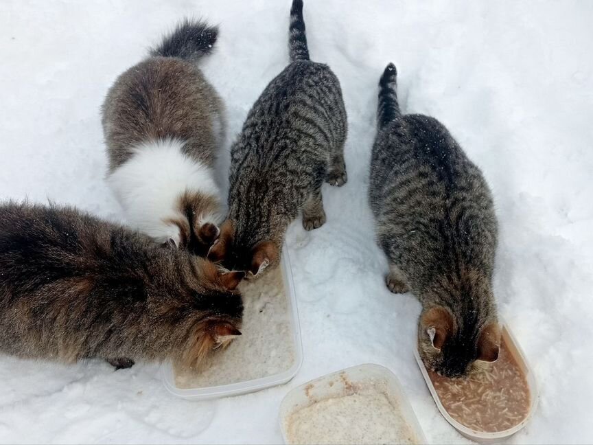 Помогите спасти котят