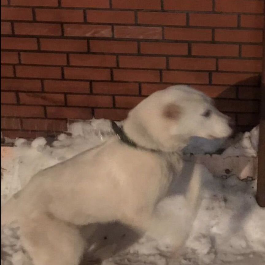 Алабай овчарка