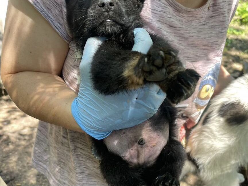 Щенок в добрые руки бесплатно