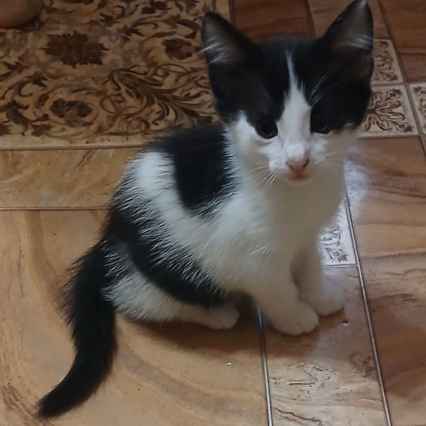 Отдам в добрые руки котенка