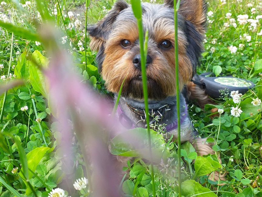 Йоркширский терьер