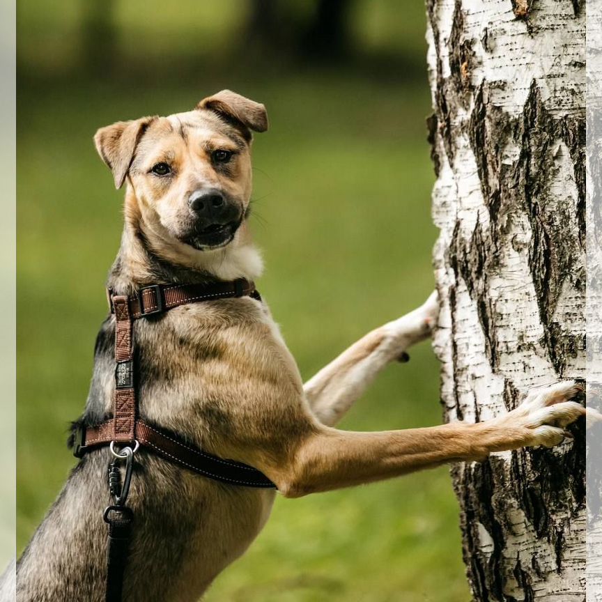 Взрослая собака в добрые руки