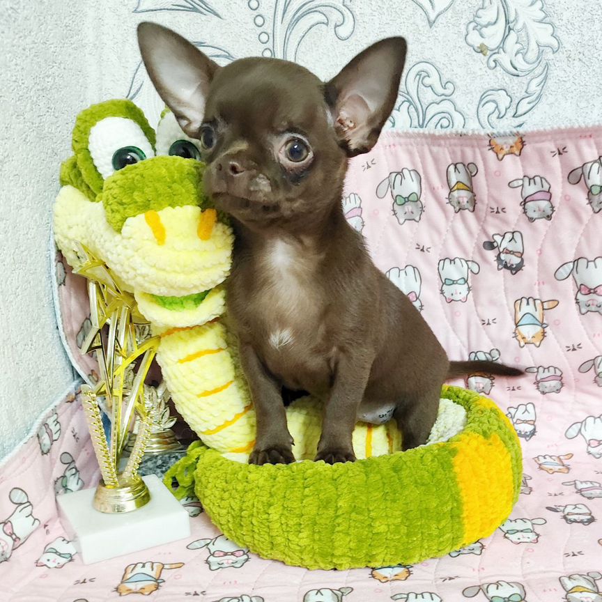 Мальчиши малыши чихуахуа