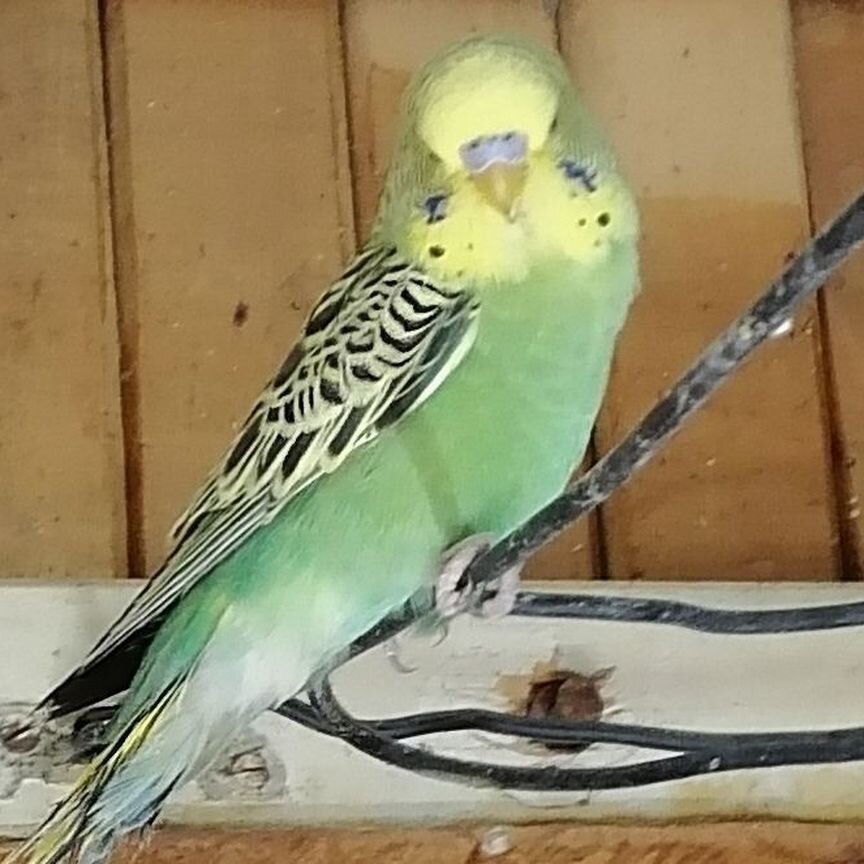 Ввп чехи и неразлучники