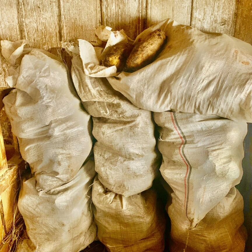 Свекла кормовая