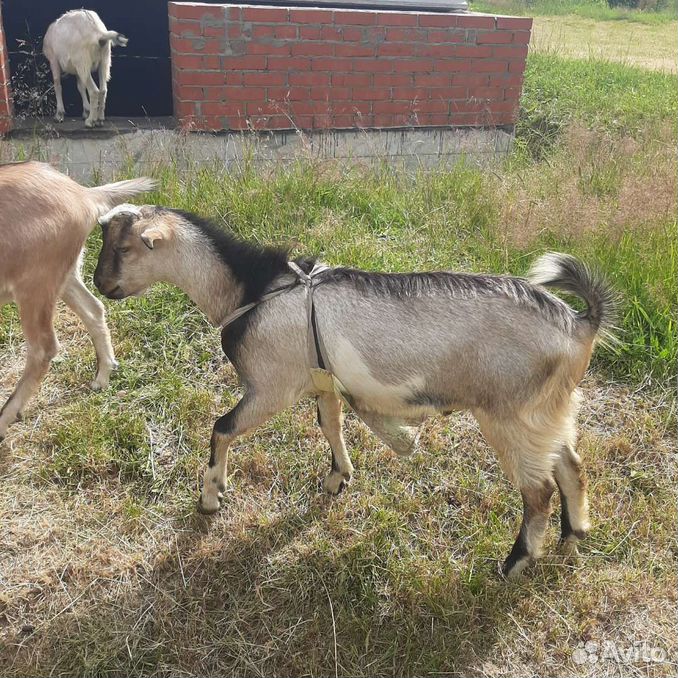 Козлик ламанча