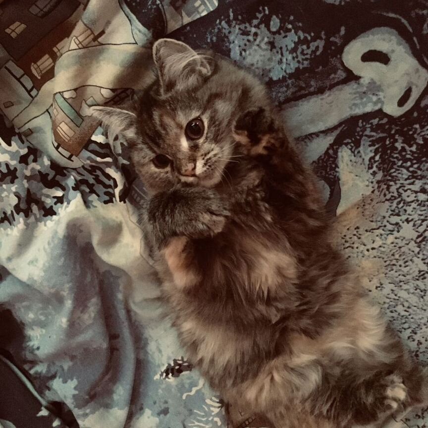 Кошка