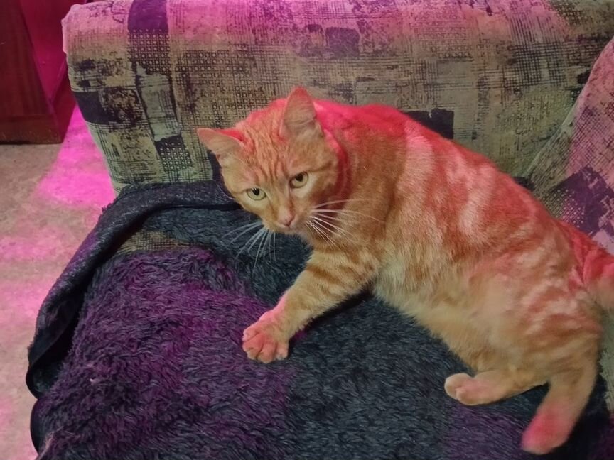 Отдам в хорошие руки кота