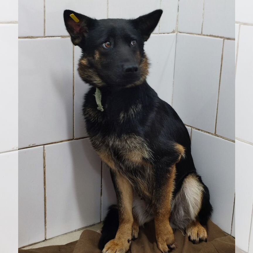 Взрослая собака в добрые руки