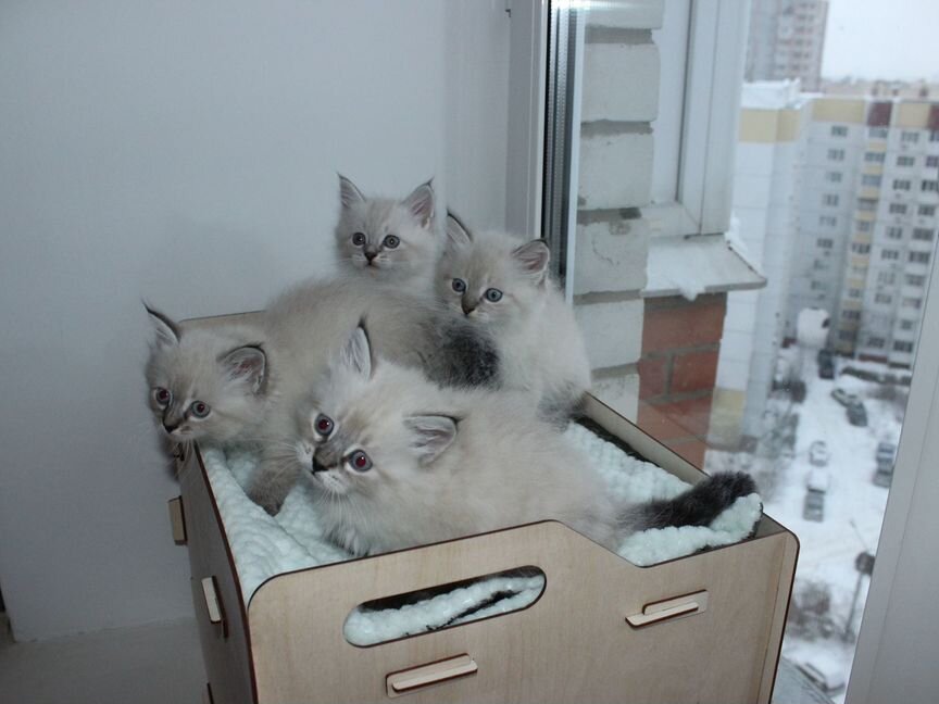 Кошка невская маскарадная