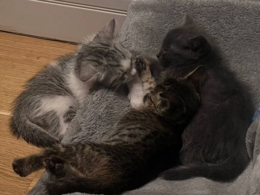 Котята в добрые руки