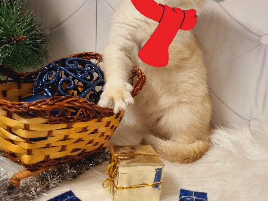 Британский мальчик BRI ny12