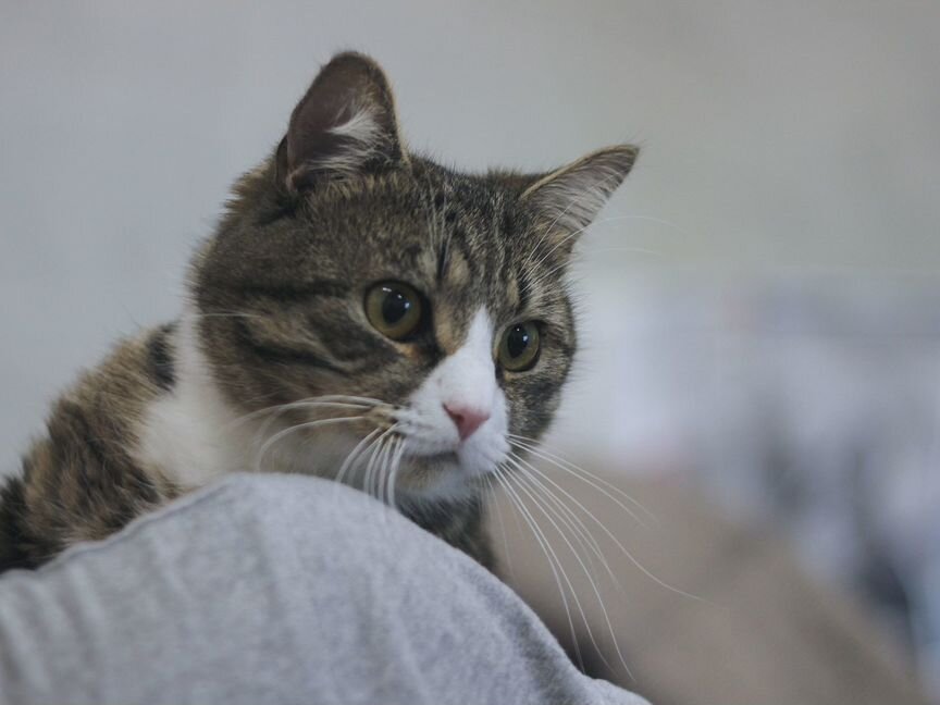 Котику некуда идти