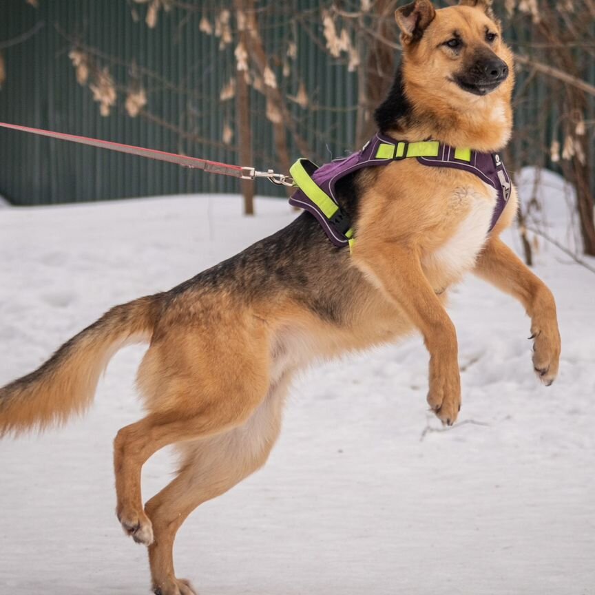 Жизнерадостный Бублик надеется уехать из приюта