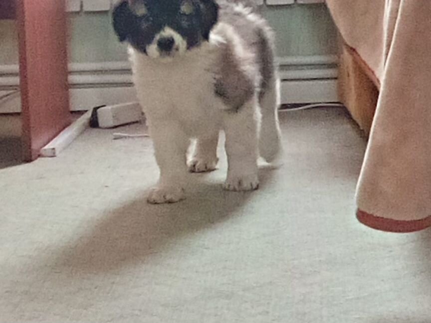 Щенки, 2 месяца