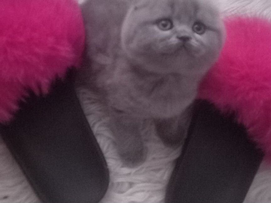 Британские котята