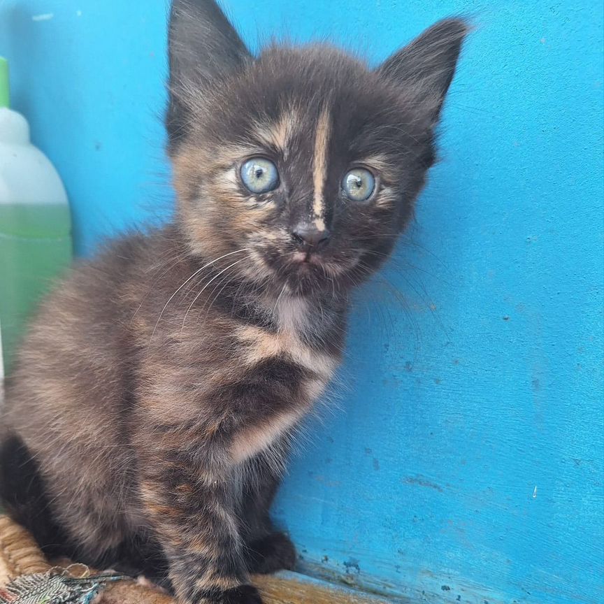 Шикарные трехцветные котята