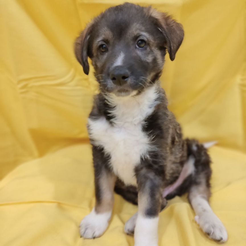 Мальчик 2м, средний, ламковый, не дикий,из пртюта