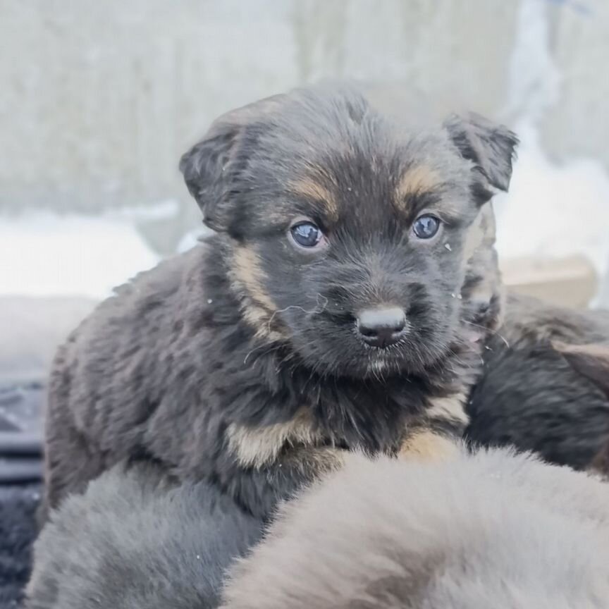 Щенки в добрые руки бесплатно