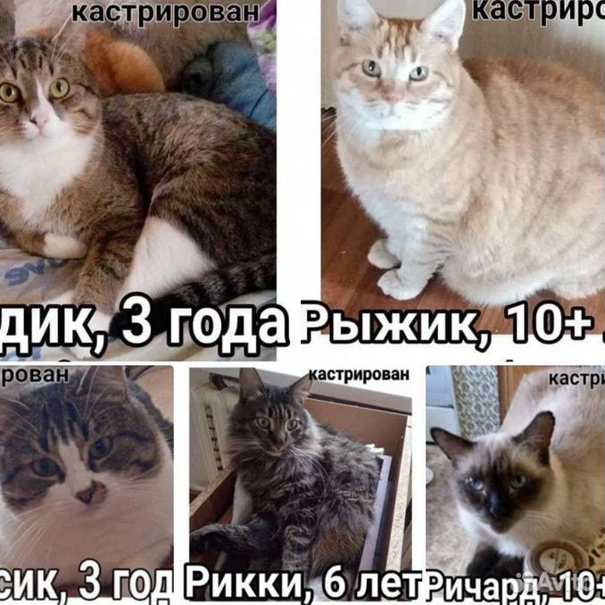 Их пятеро,очень нужен дом,возьмите хоть по одному