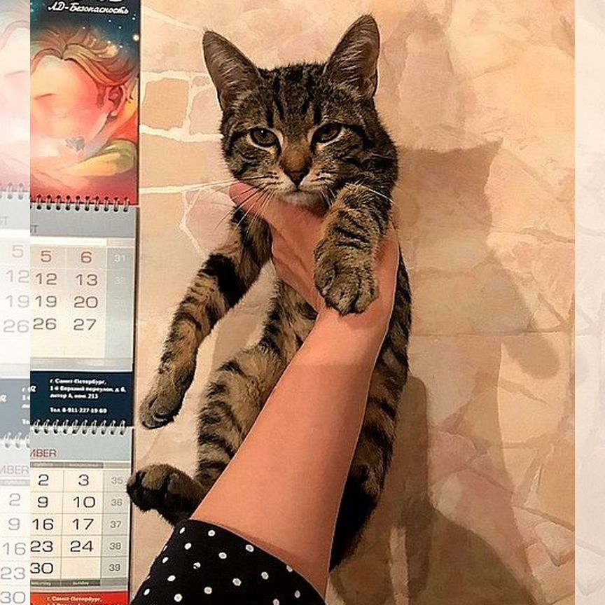 Котенок 4 месяца крутой пацан