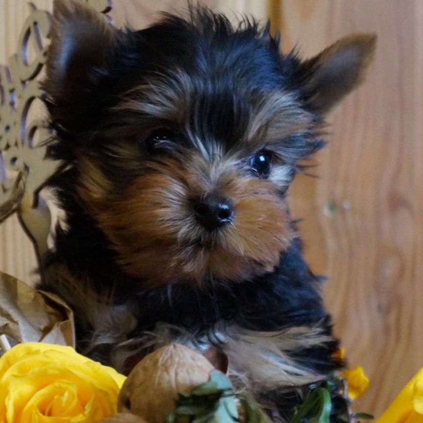 Йоркширский терьер, щенок