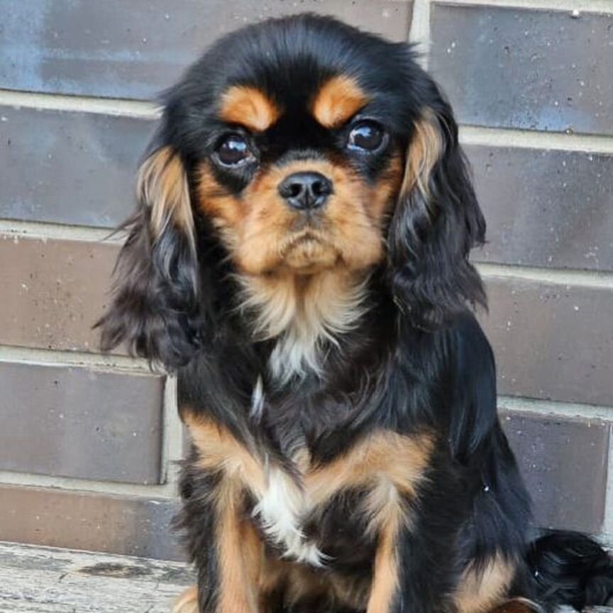 Щенки кавалер девочка и мальчик купить